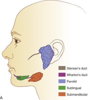 What are Von Ebner Glands? - My BEST Dentists Journal - MyBestDentists
